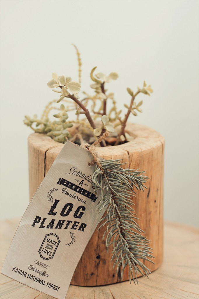 DIY Holiday Gifts using Logs, Stumps & Succulents